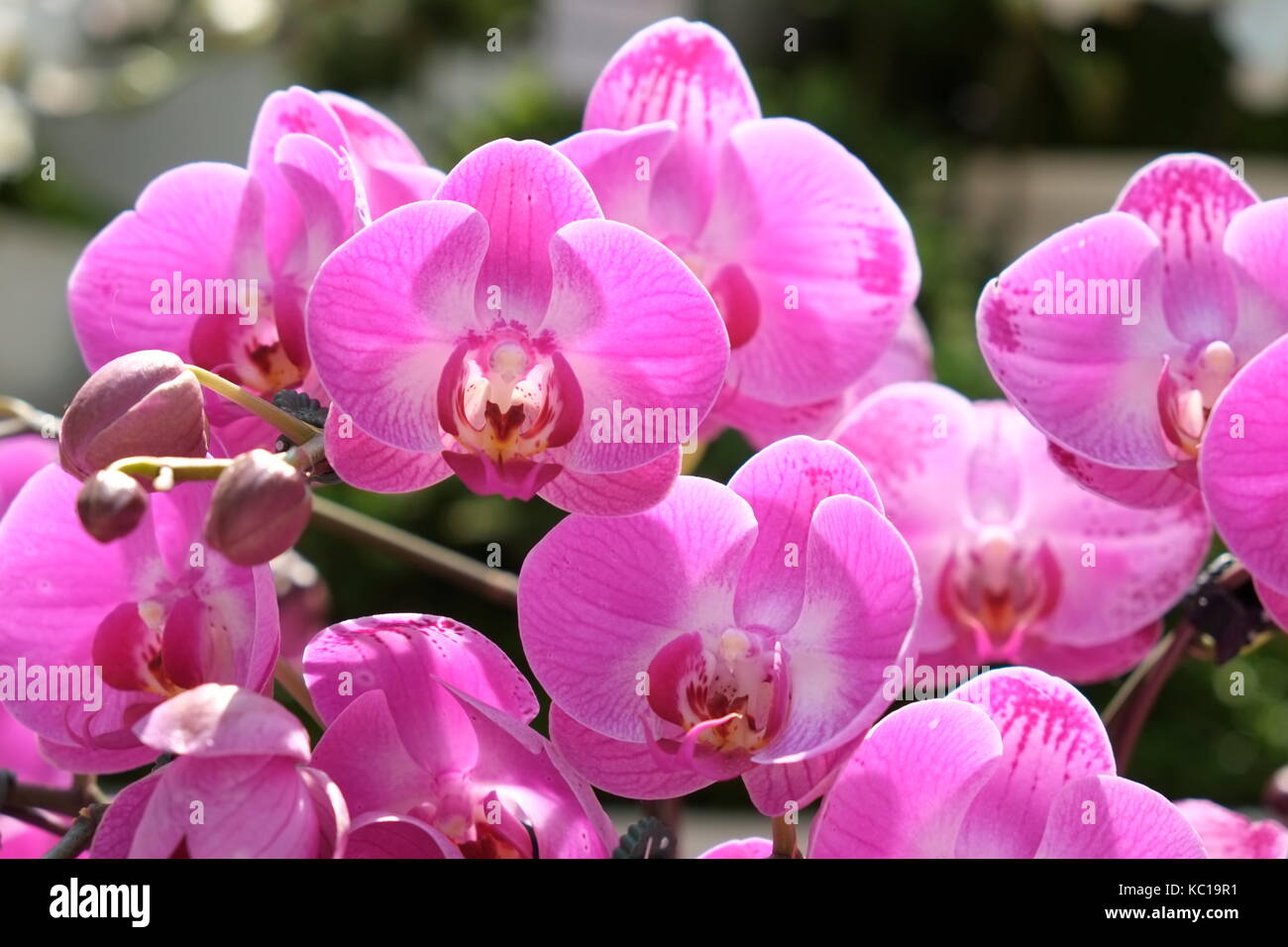 Beautiful violet moth orchid flowers in spring Stock Photo - Alamy