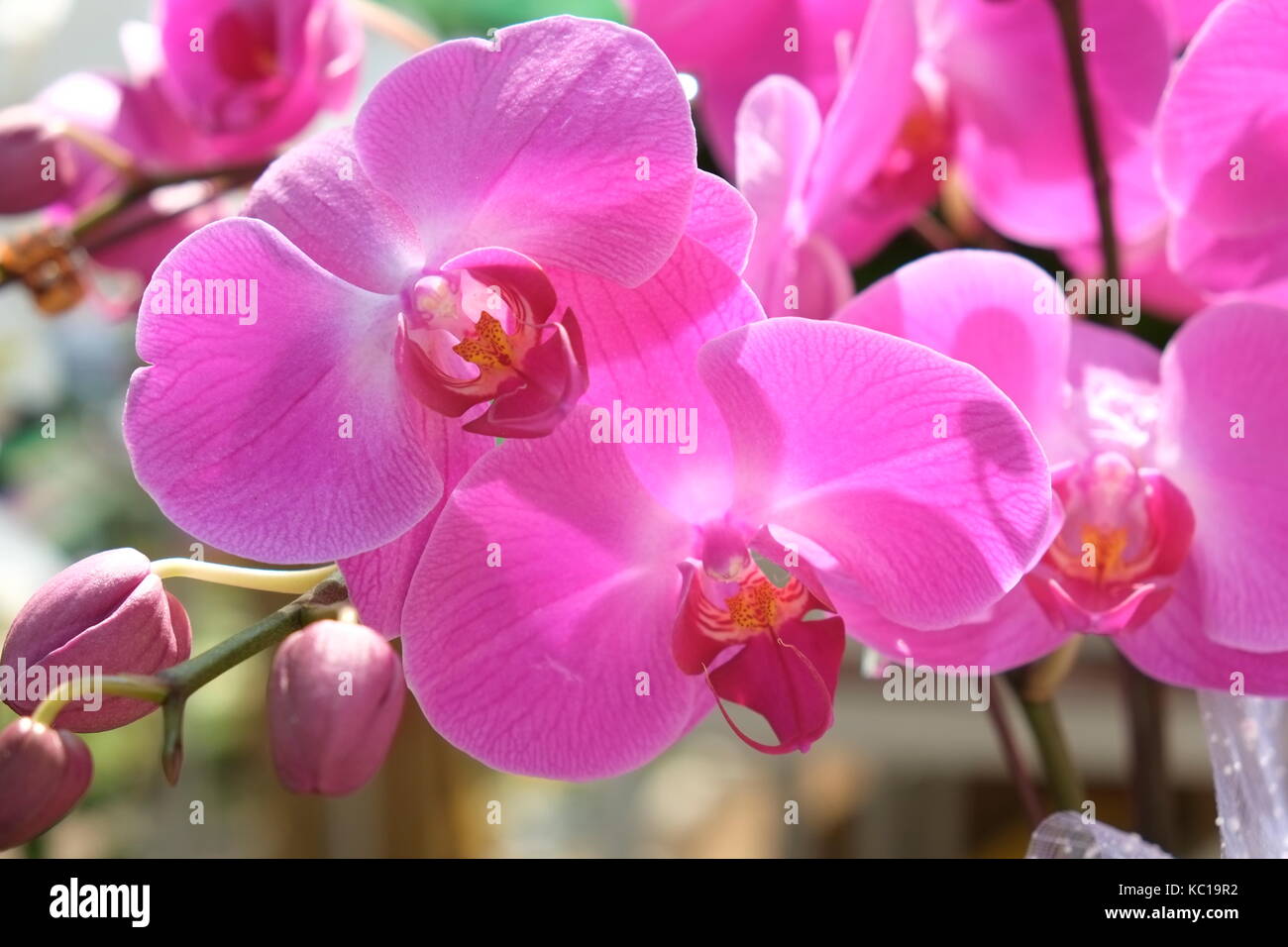 Beautiful violet moth orchid flowers in spring Stock Photo - Alamy
