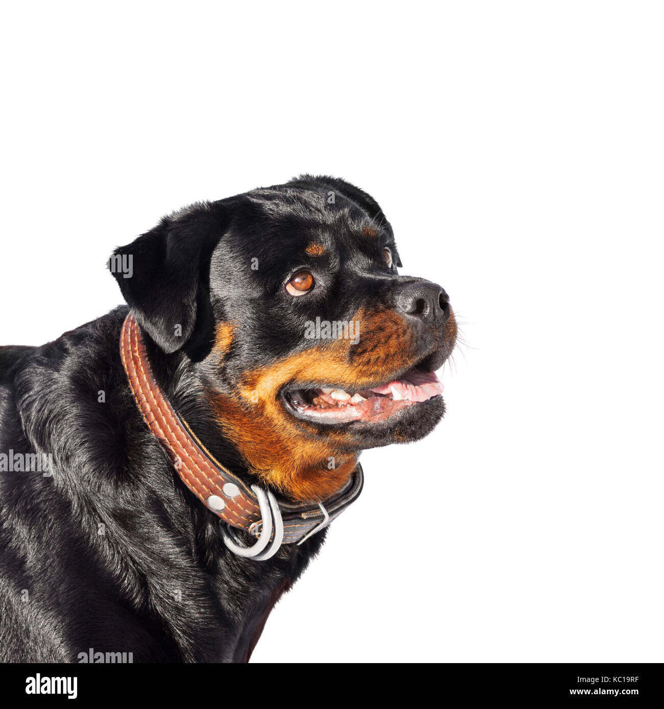 Rottweiler Dog Portrait Isolated on White Stock Photo - Alamy
