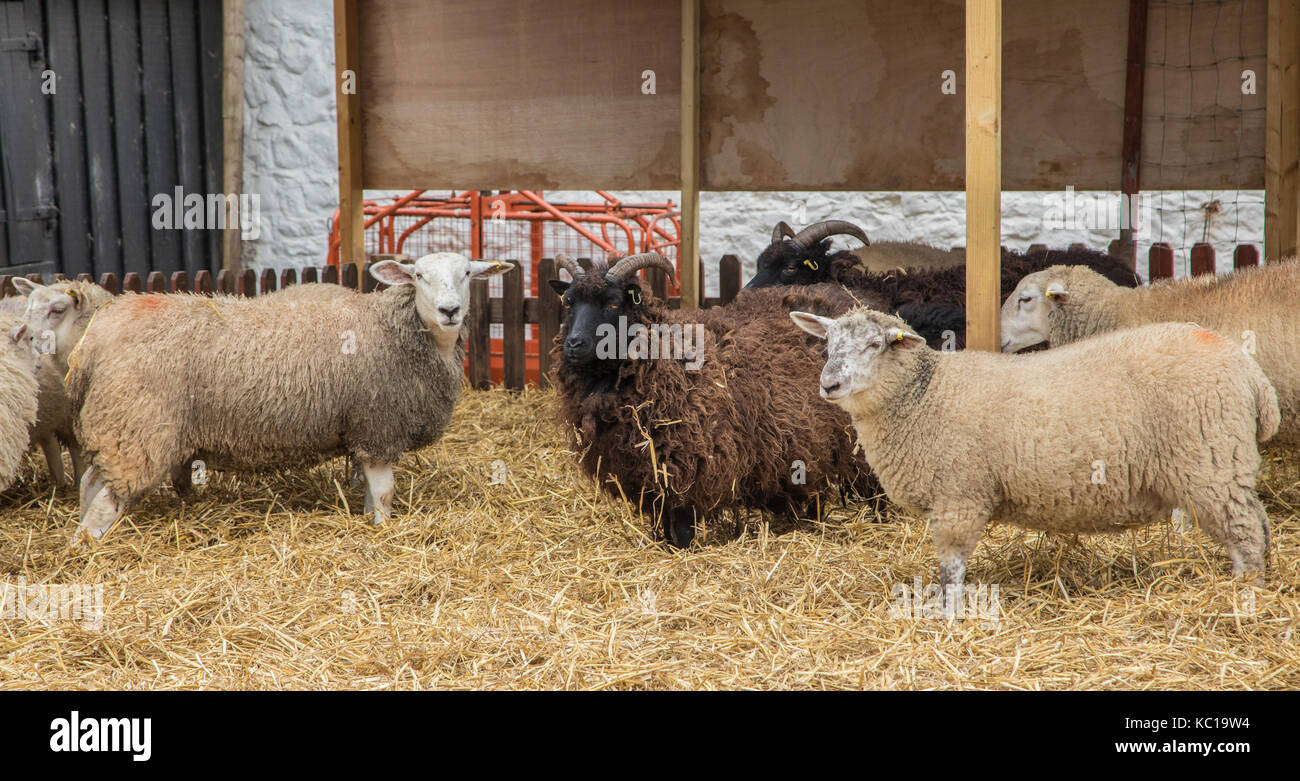 sheep standing in pen with two black sheep Stock Photo - Alamy