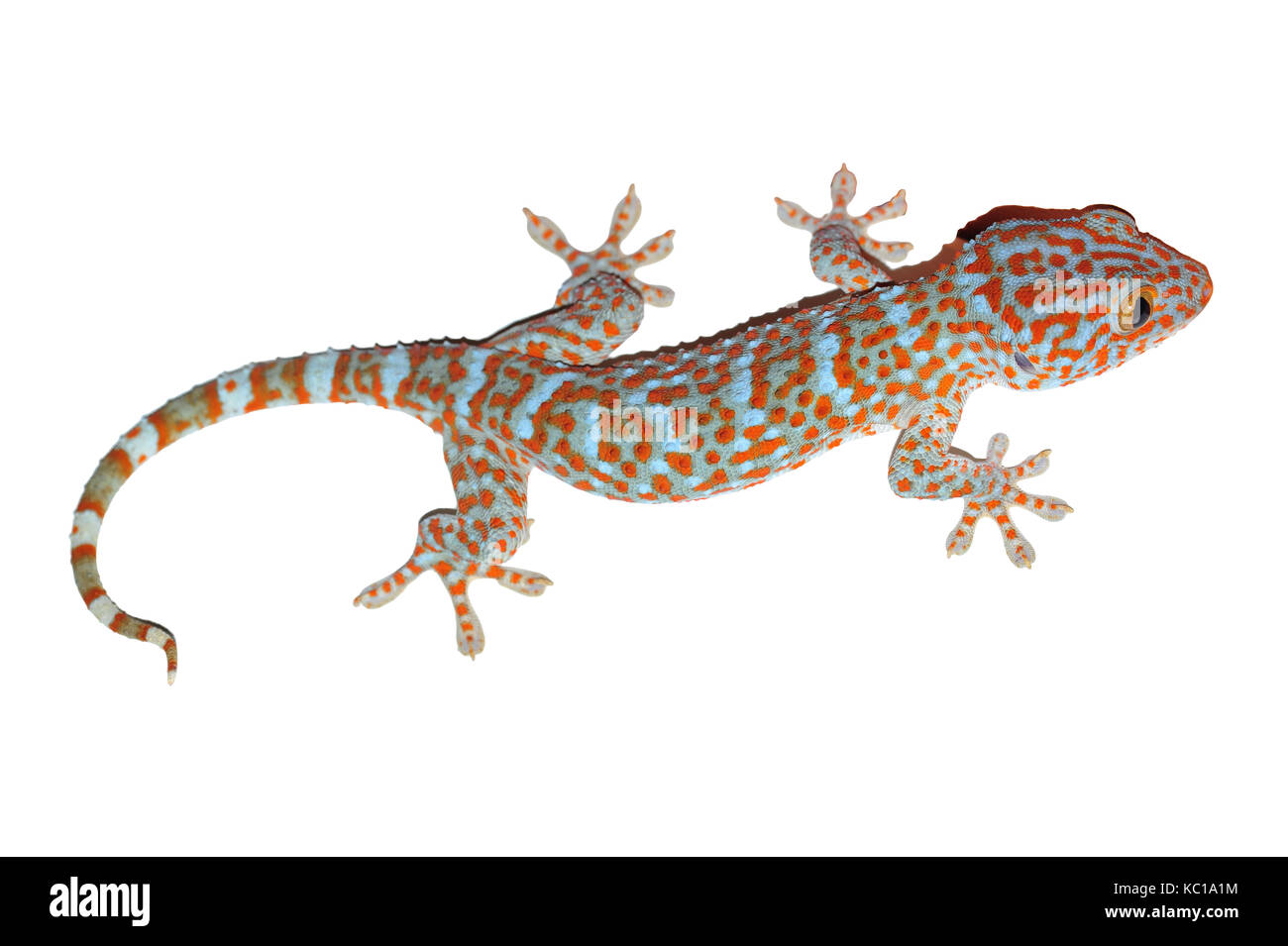 gecko isolated on white with clipping path Stock Photo - Alamy
