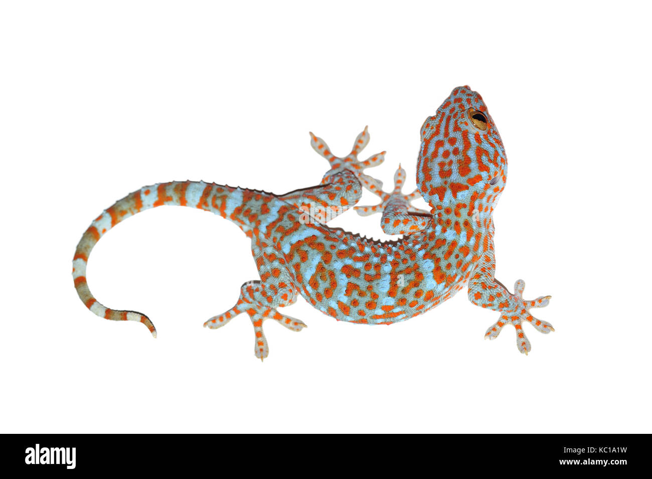 gecko isolated on white with clipping path Stock Photo - Alamy