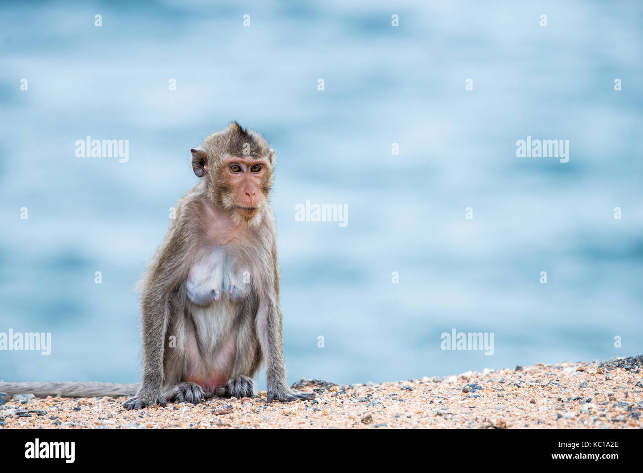 monkey sitting on the sand with sea background Stock Photo - Alamy