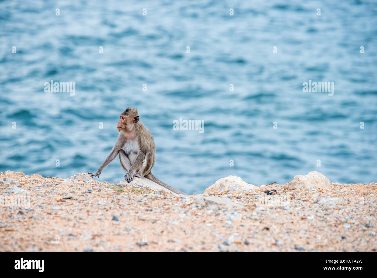monkey sitting on the sand with sea background Stock Photo - Alamy