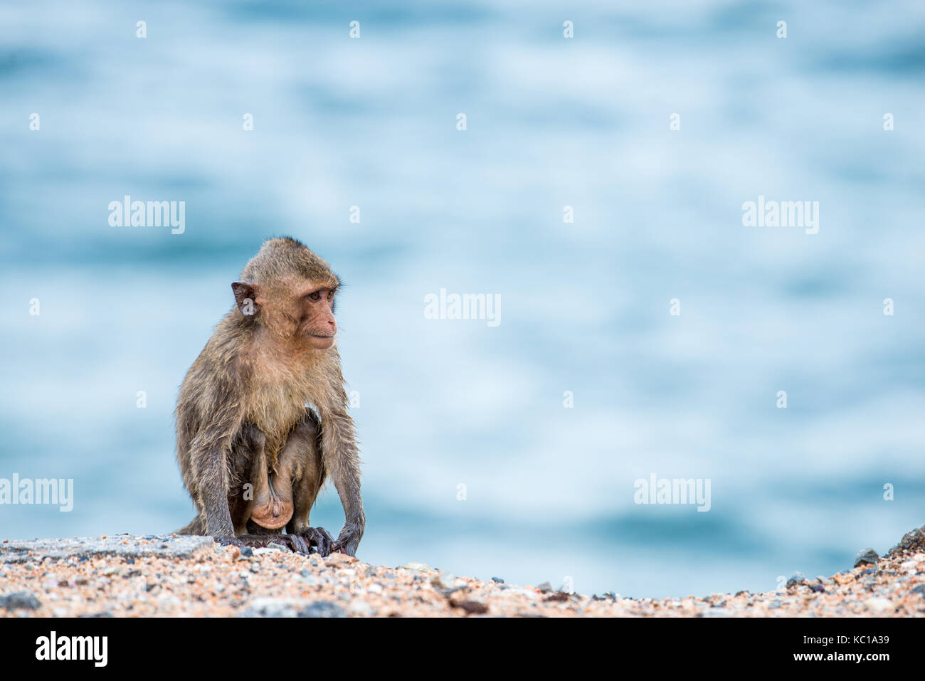 monkey sitting on the sand with sea background Stock Photo - Alamy