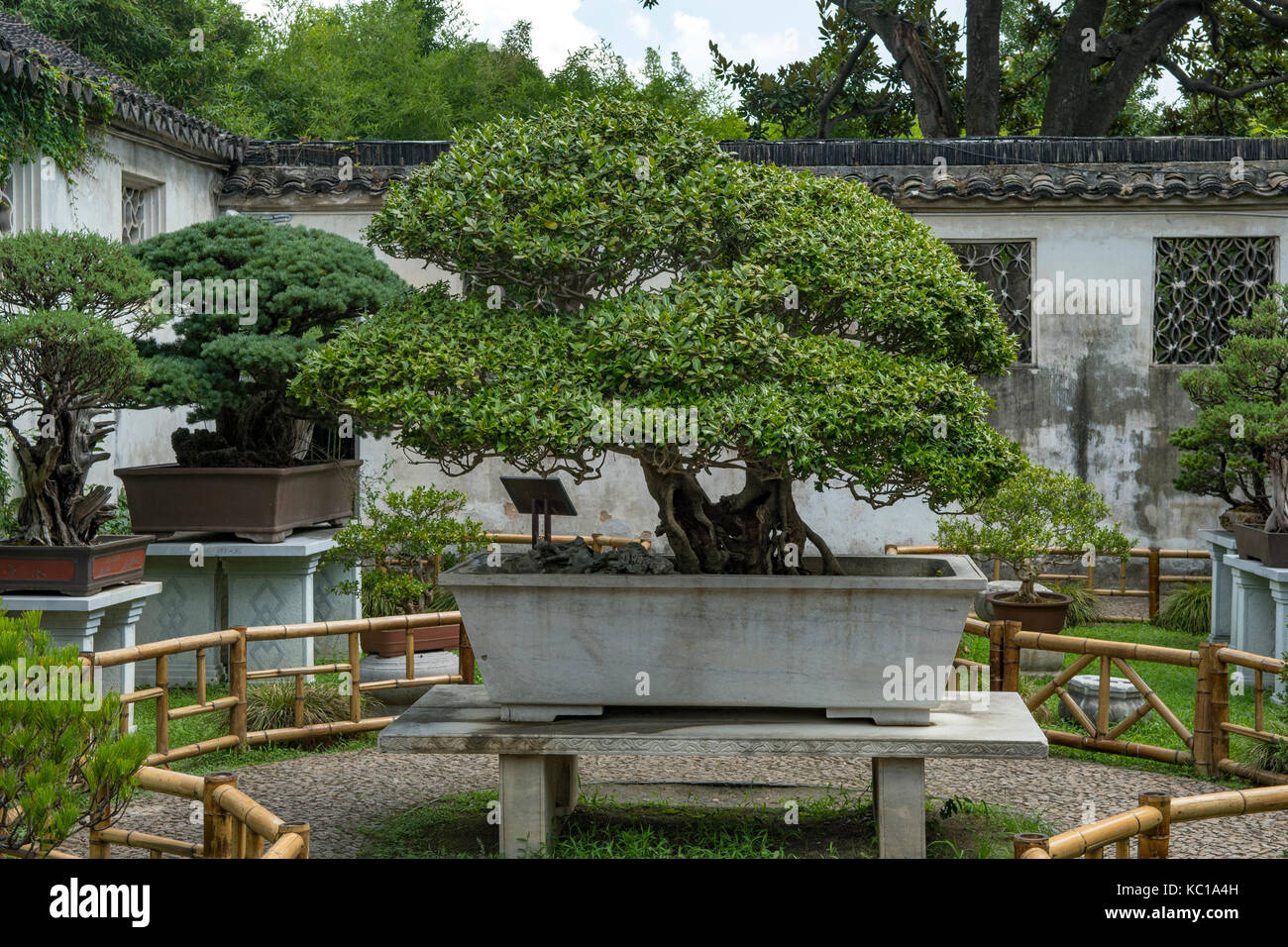 Bonsai garden hi-res stock photography and images - Alamy