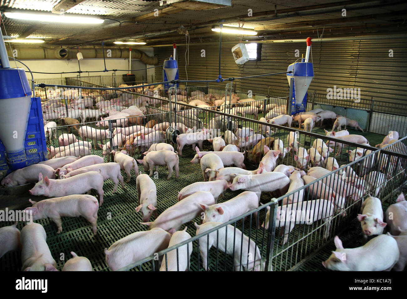 Indoor photo of a pig farm with many new born piglets Stock Photo - Alamy