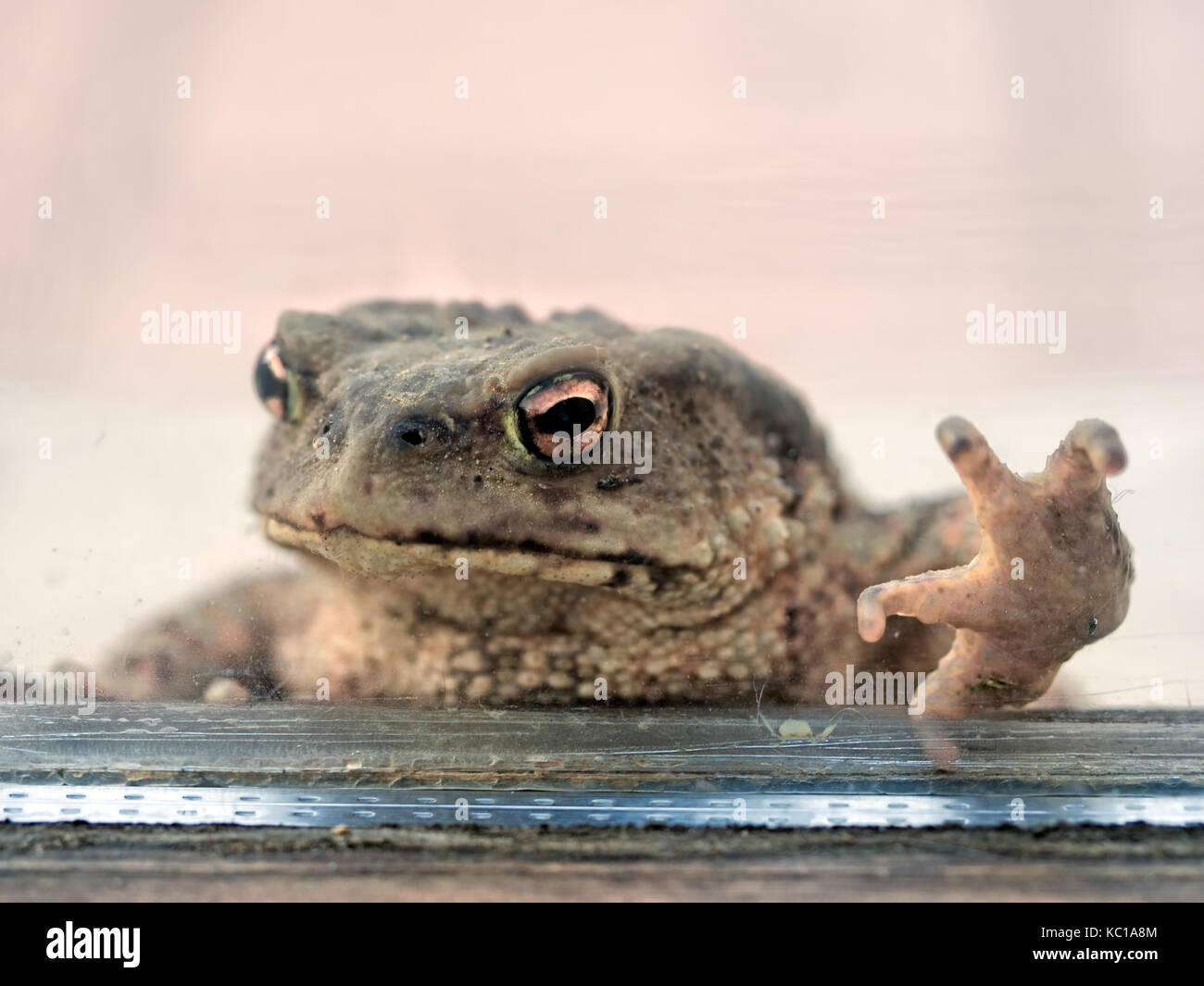 Toad face hi-res stock photography and images - Alamy