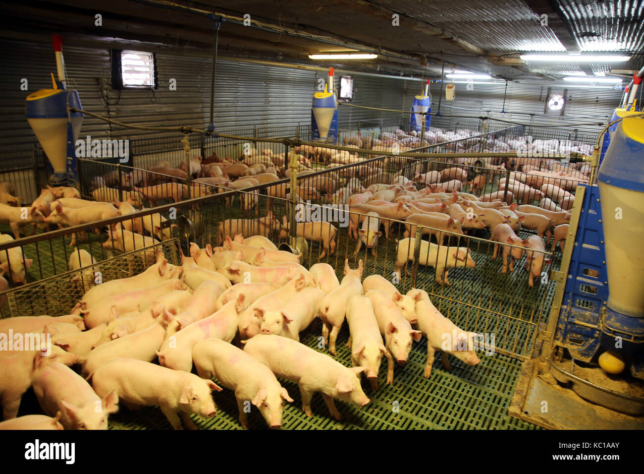 Indoor photo of a pig farm with many new born piglets Stock Photo - Alamy