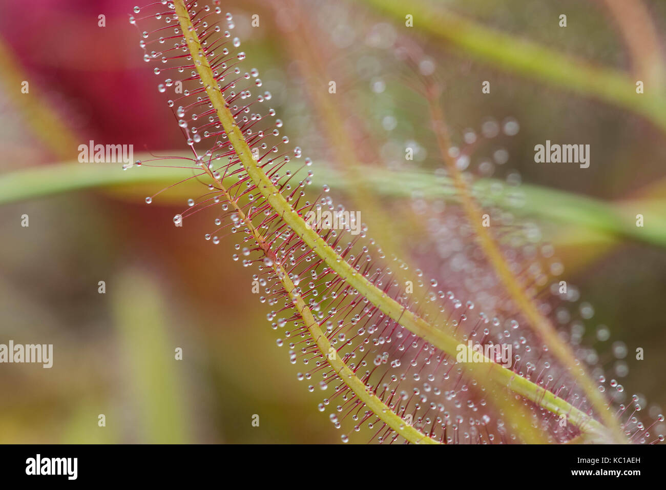 Drosera Capensis close-up view Stock Photo - Alamy