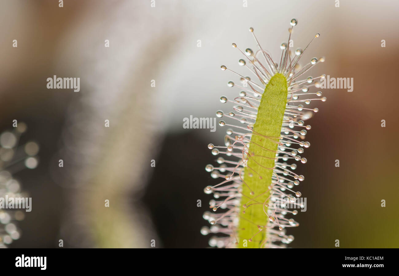 Drosera Capensis alba close-up view Stock Photo - Alamy