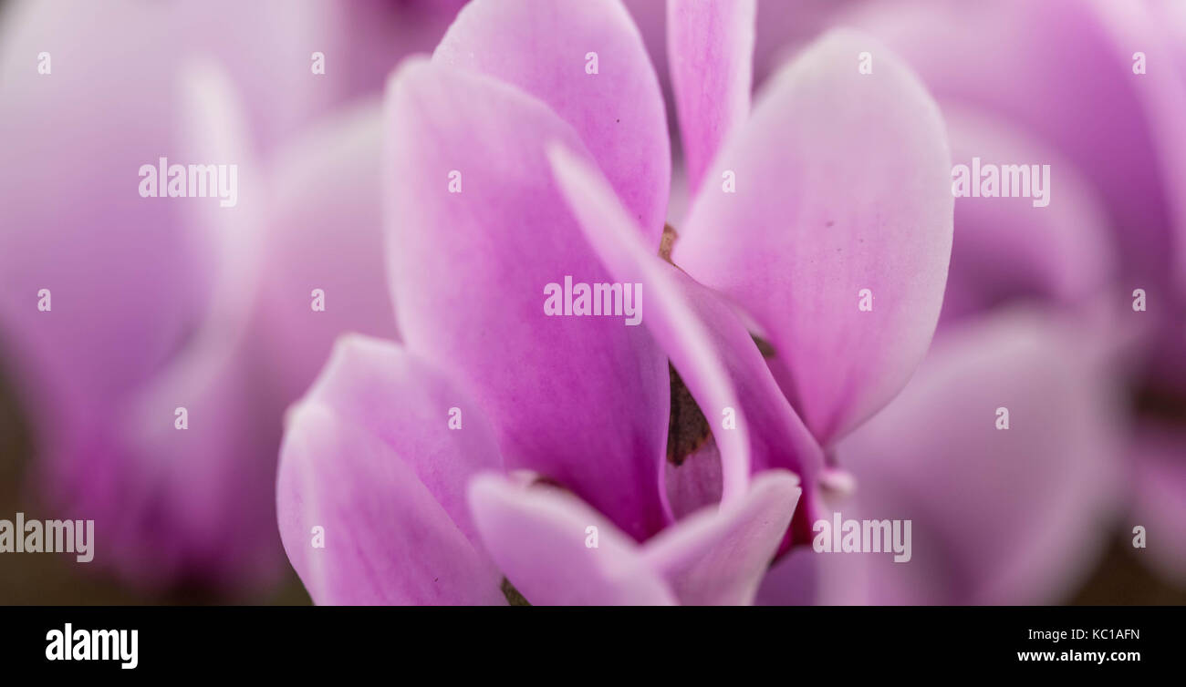 Colorful blooming pink flower Stock Photo - Alamy