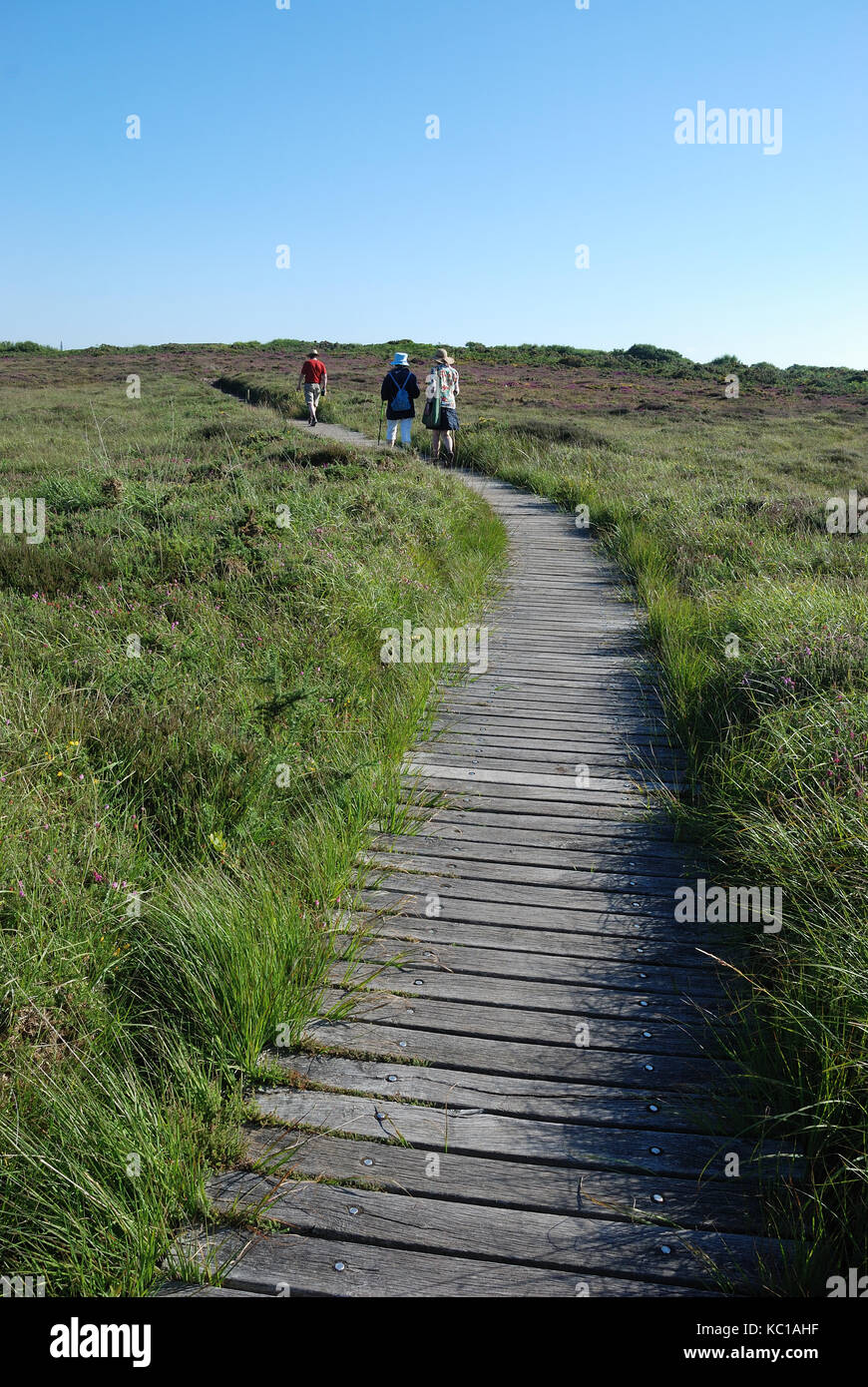 wooden path in the moor Stock Photo - Alamy