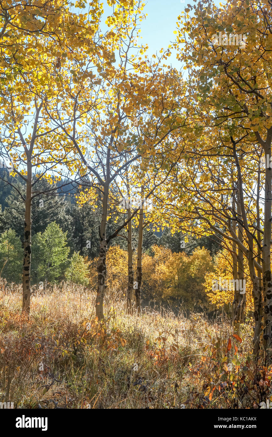 Backlit aspen trees and fall colors in Golden Gate Canyon State Park ...
