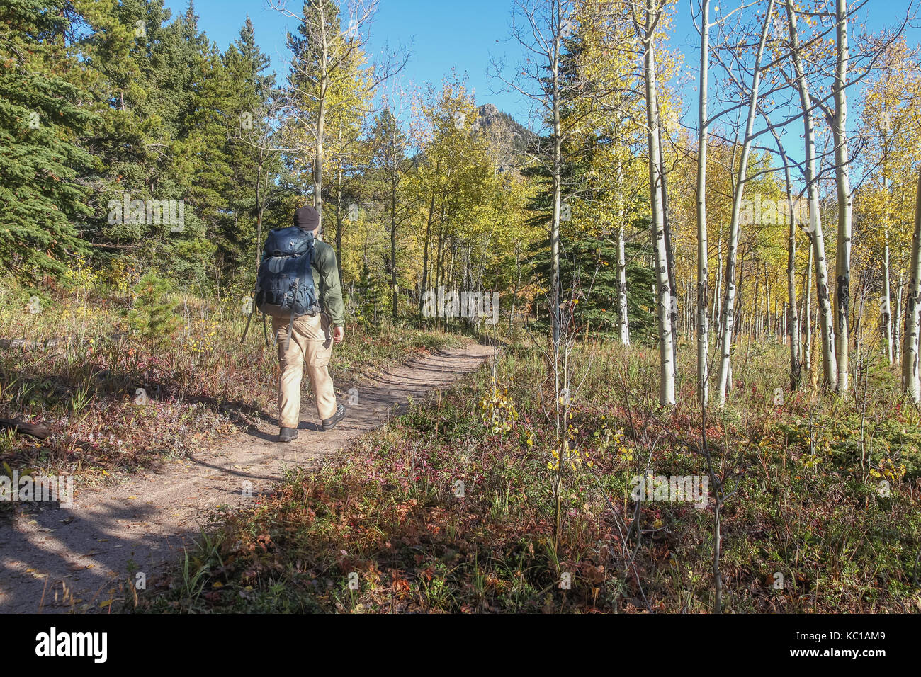 Single hiker walking throuh aspen in fall colors in Golden Gate Canyon ...
