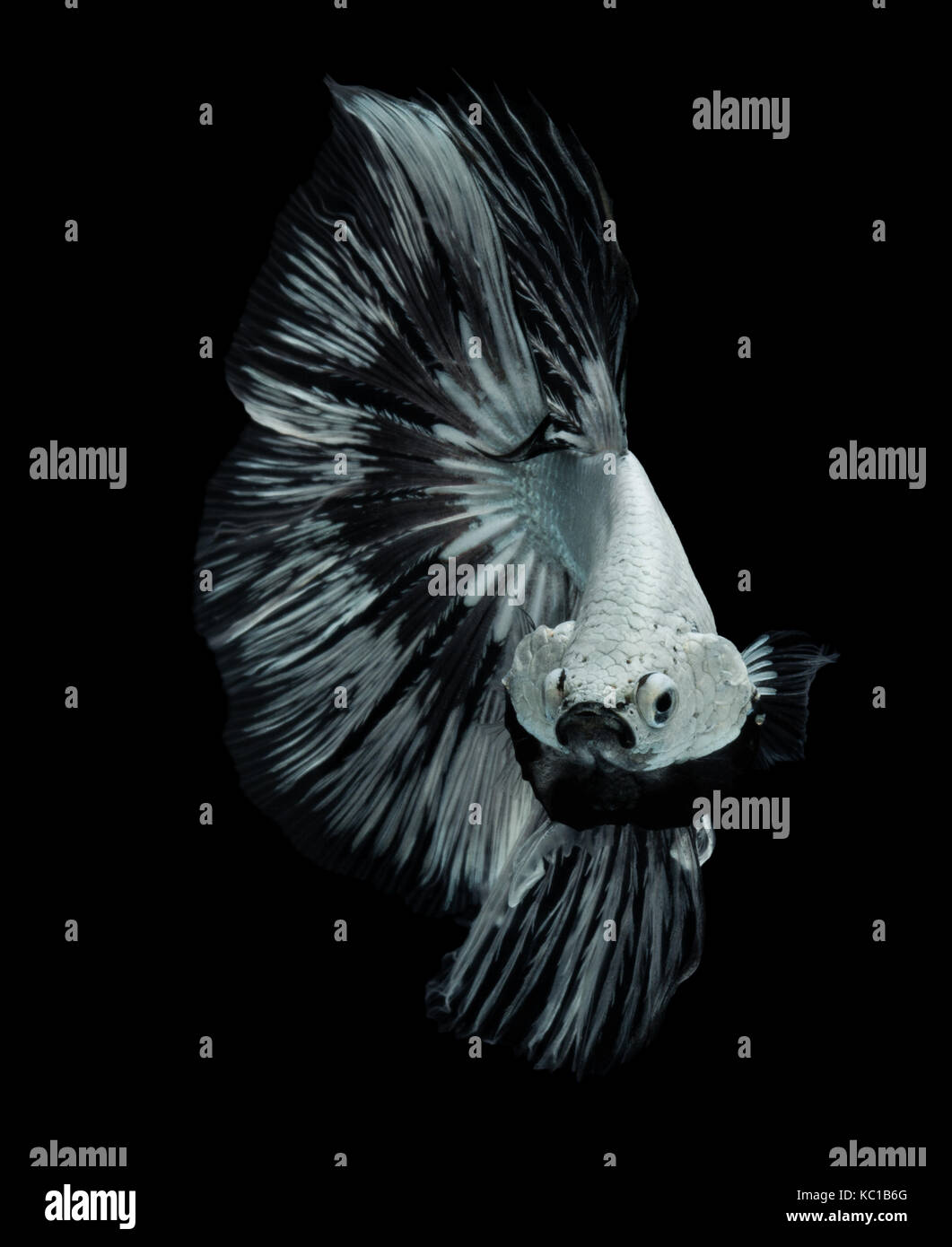 Fine art concept close up beautiful movement of "White Half moon ...