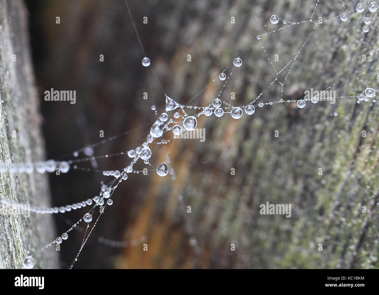 String of raindrops hi-res stock photography and images - Alamy