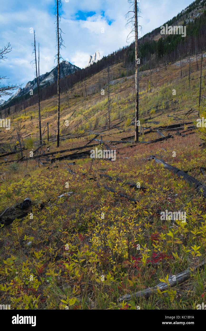 Forest fire damage Stock Photo - Alamy