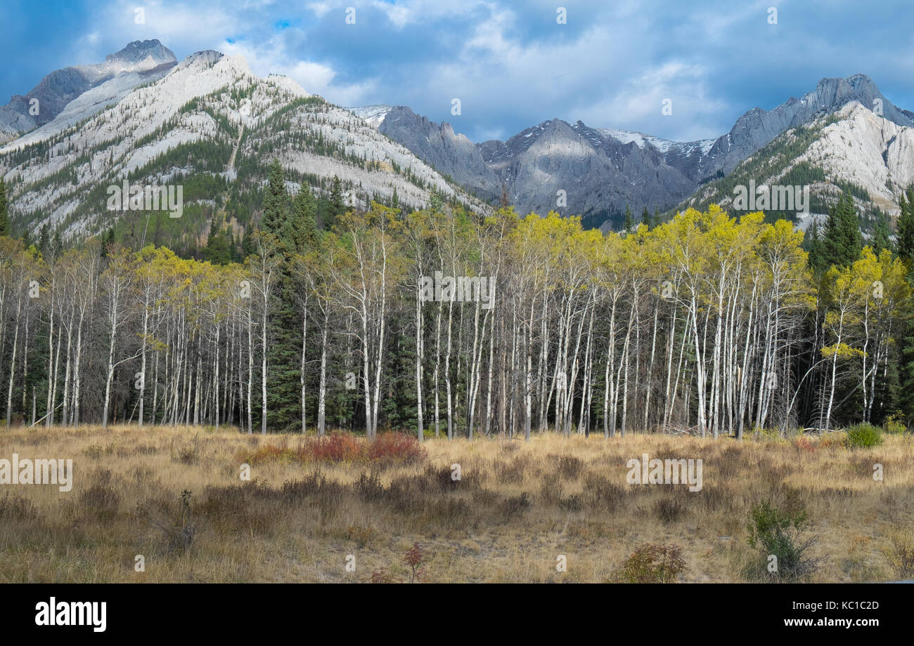 Tree line. Bow River Parkway Alberta Canada Stock Photo - Alamy