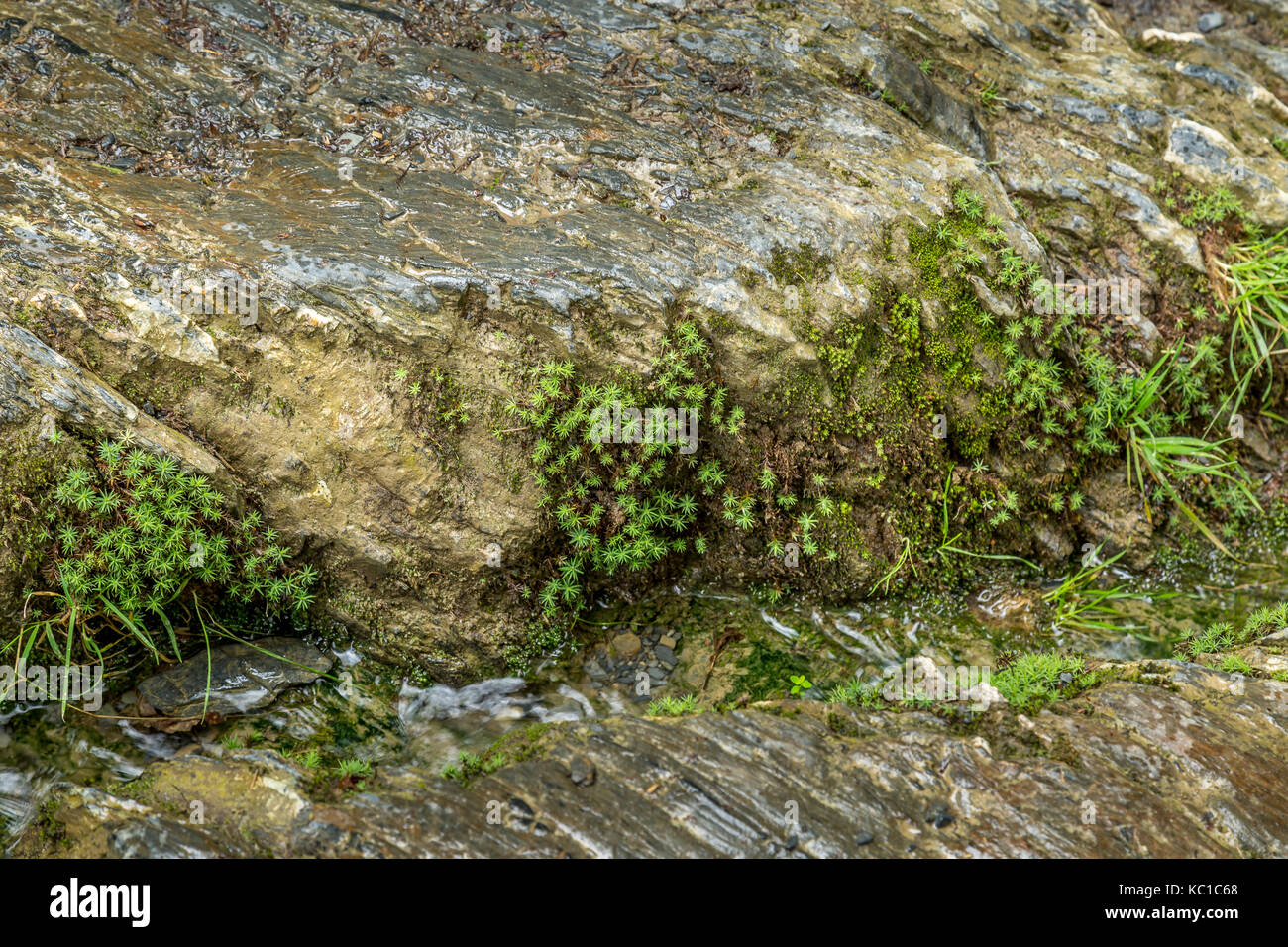Small riverside plants growing hi-res stock photography and images - Alamy