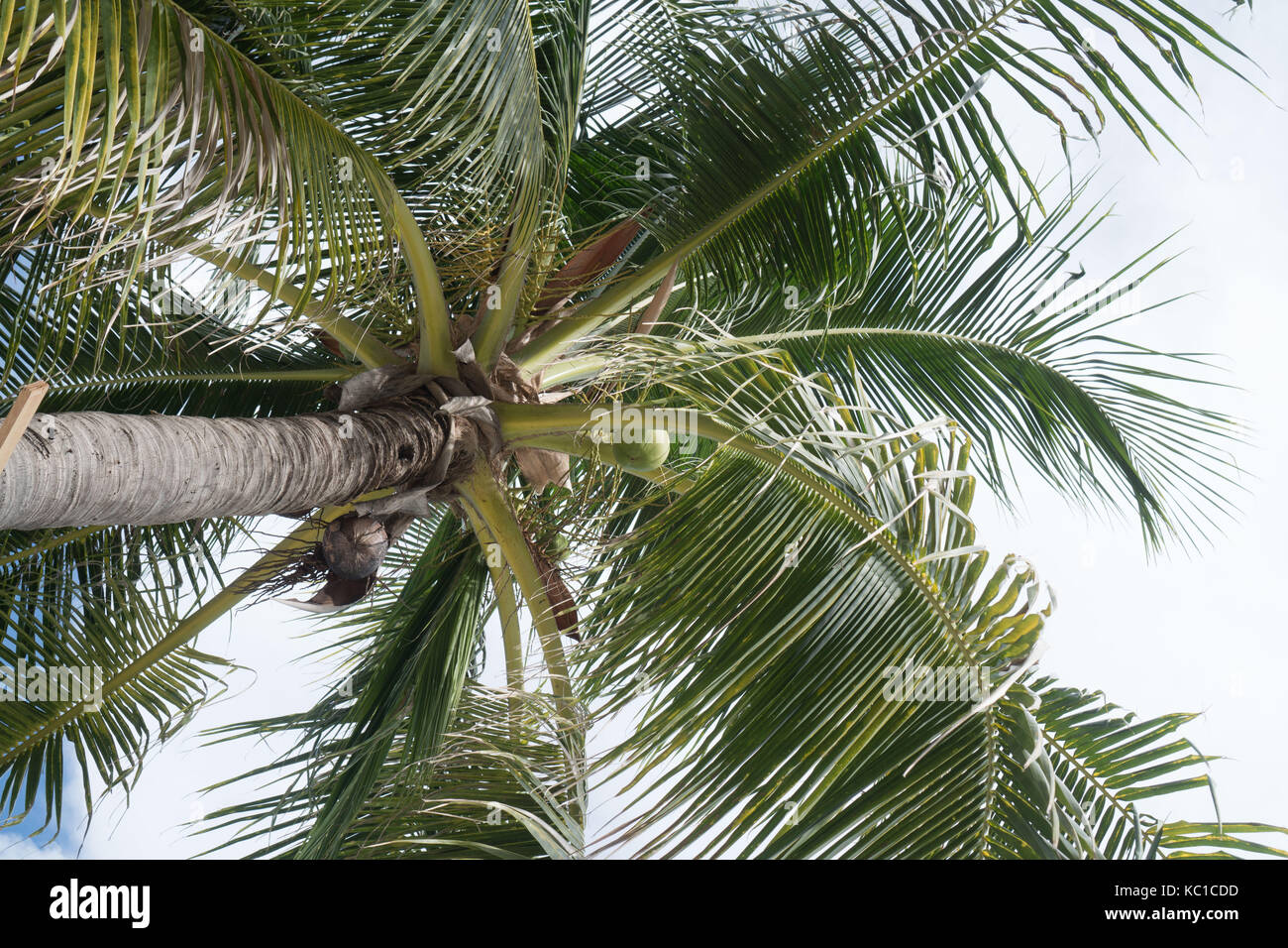 Bottom view of coconut palm tree over summer sky background Stock Photo ...