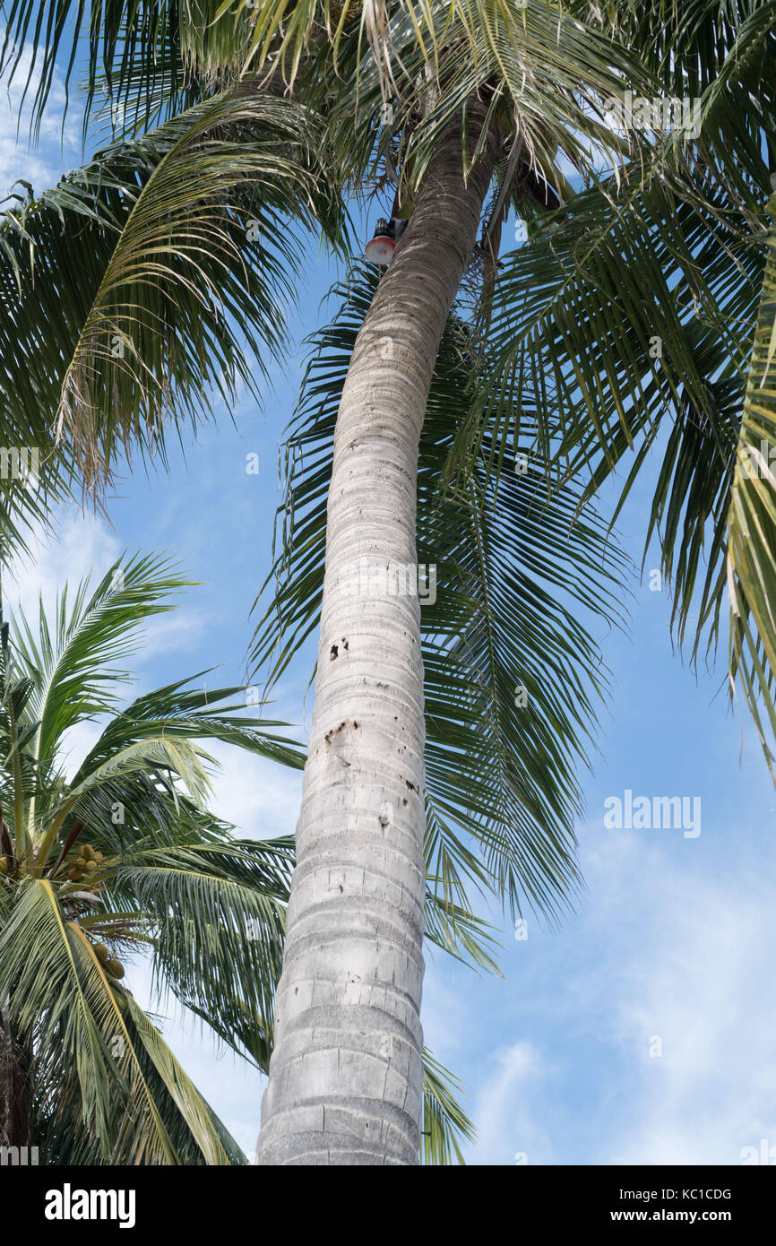 Bottom view of coconut palm trees over summer sky background Stock ...