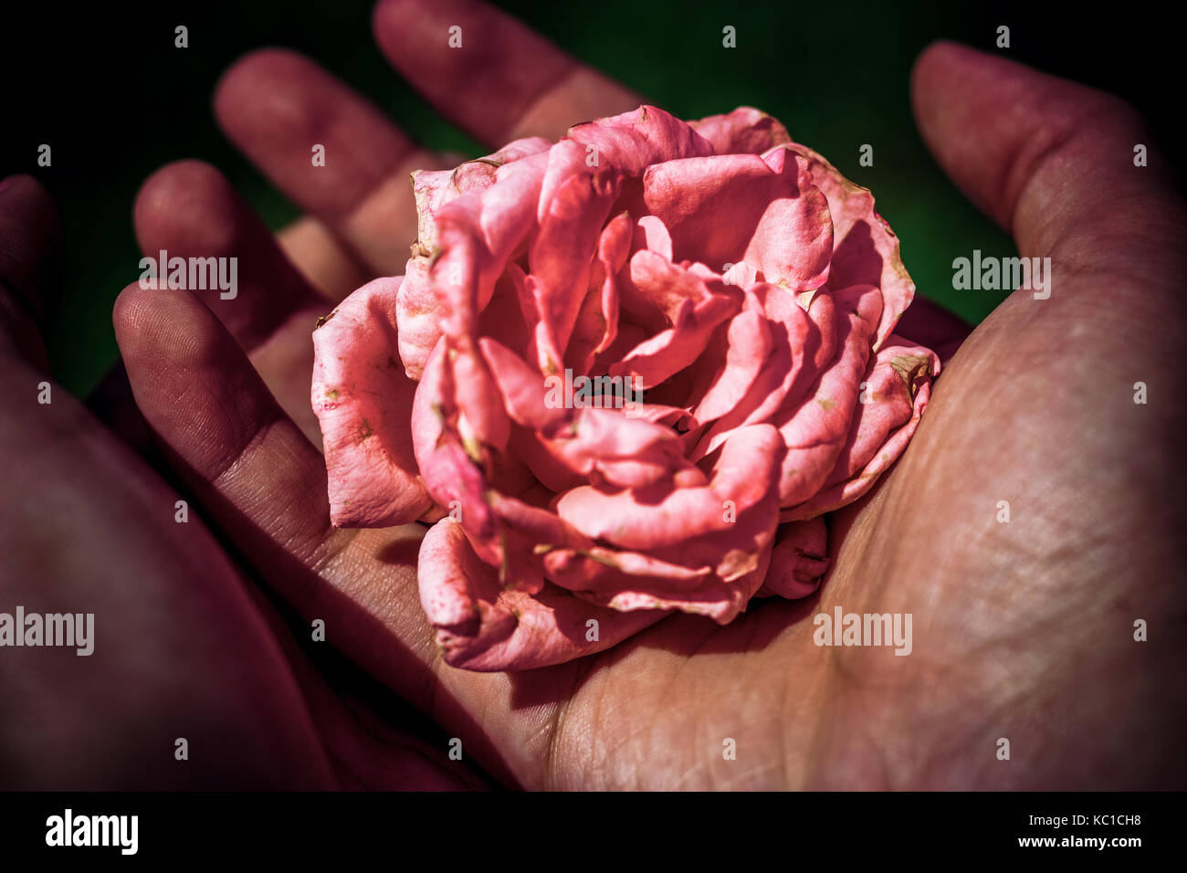 Heinrich rose hi-res stock photography and images - Alamy