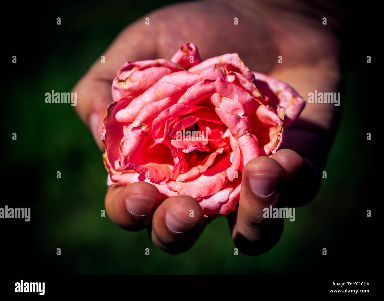 Heinrich rose hi-res stock photography and images - Alamy