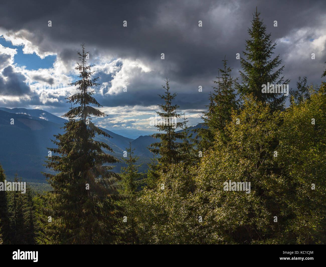 Pine tree overhanging hi-res stock photography and images - Alamy