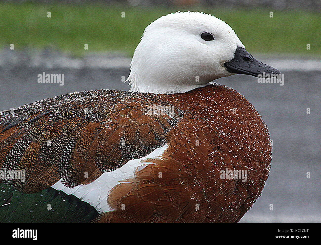New Zealand paradise duck Stock Photo - Alamy
