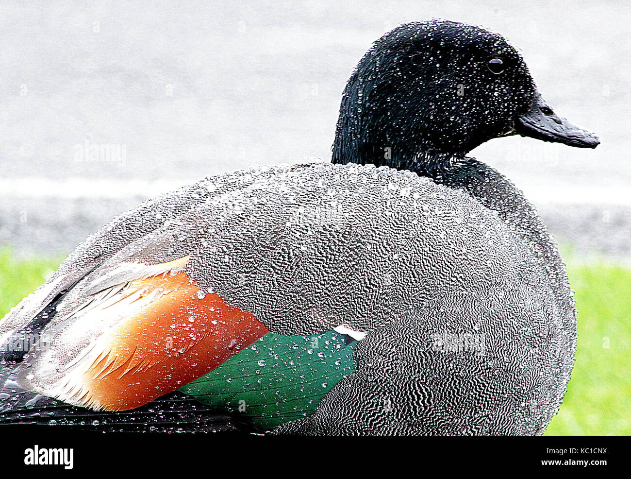 New Zealand paradise duck Stock Photo - Alamy