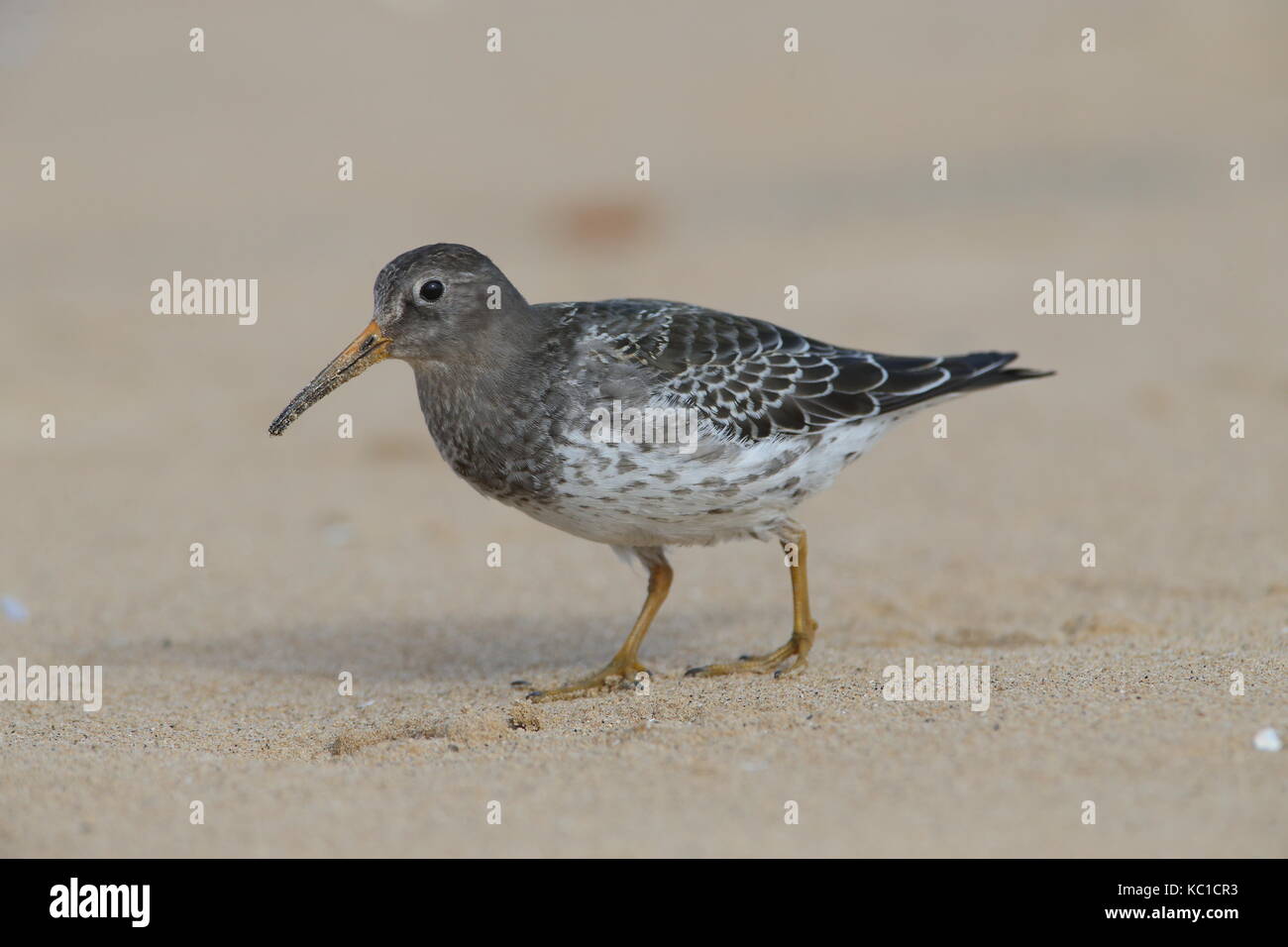 Purple Sandpiper feeding on the beach Stock Photo - Alamy