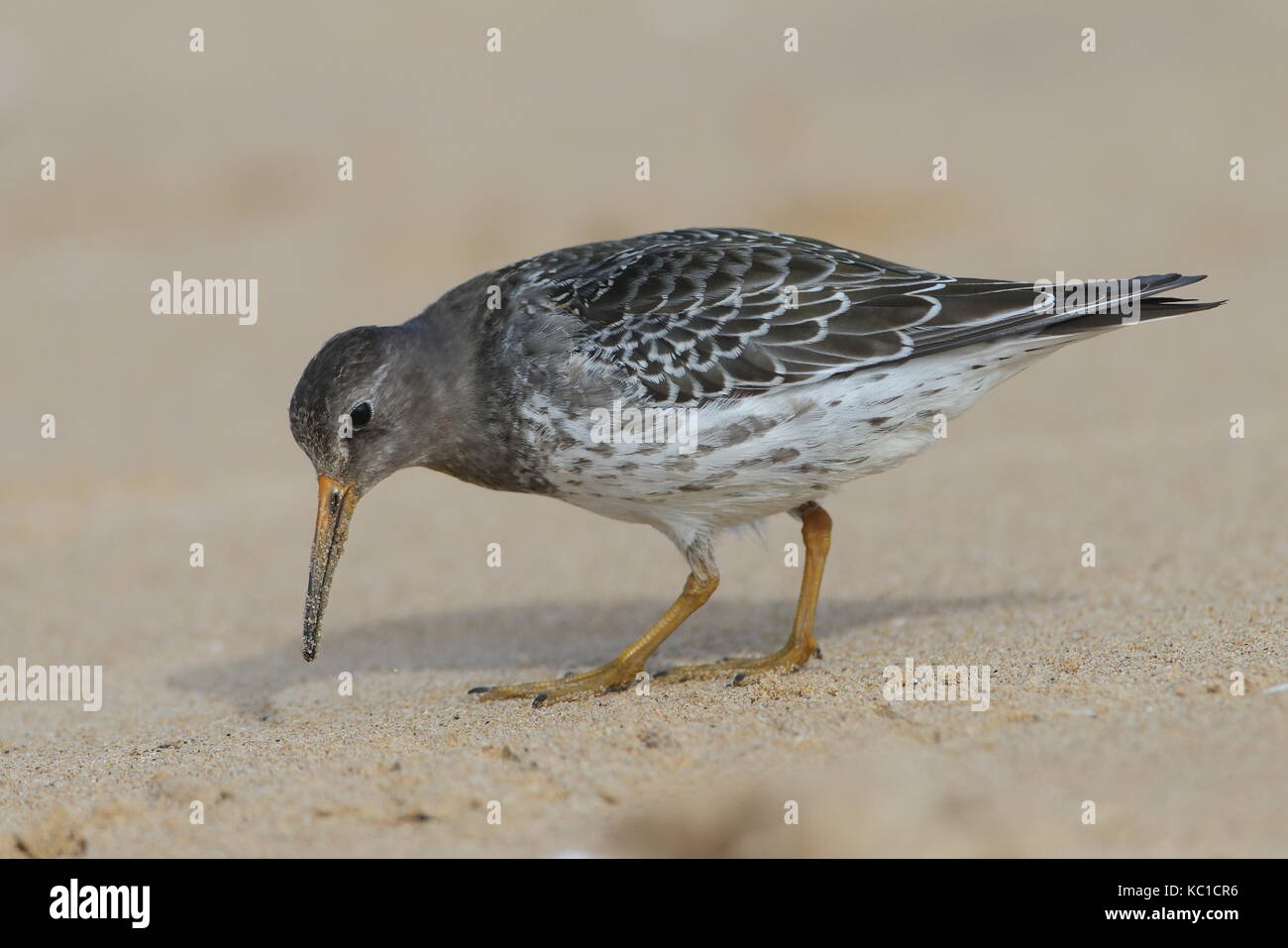 Purple Sandpiper feeding on the beach Stock Photo - Alamy