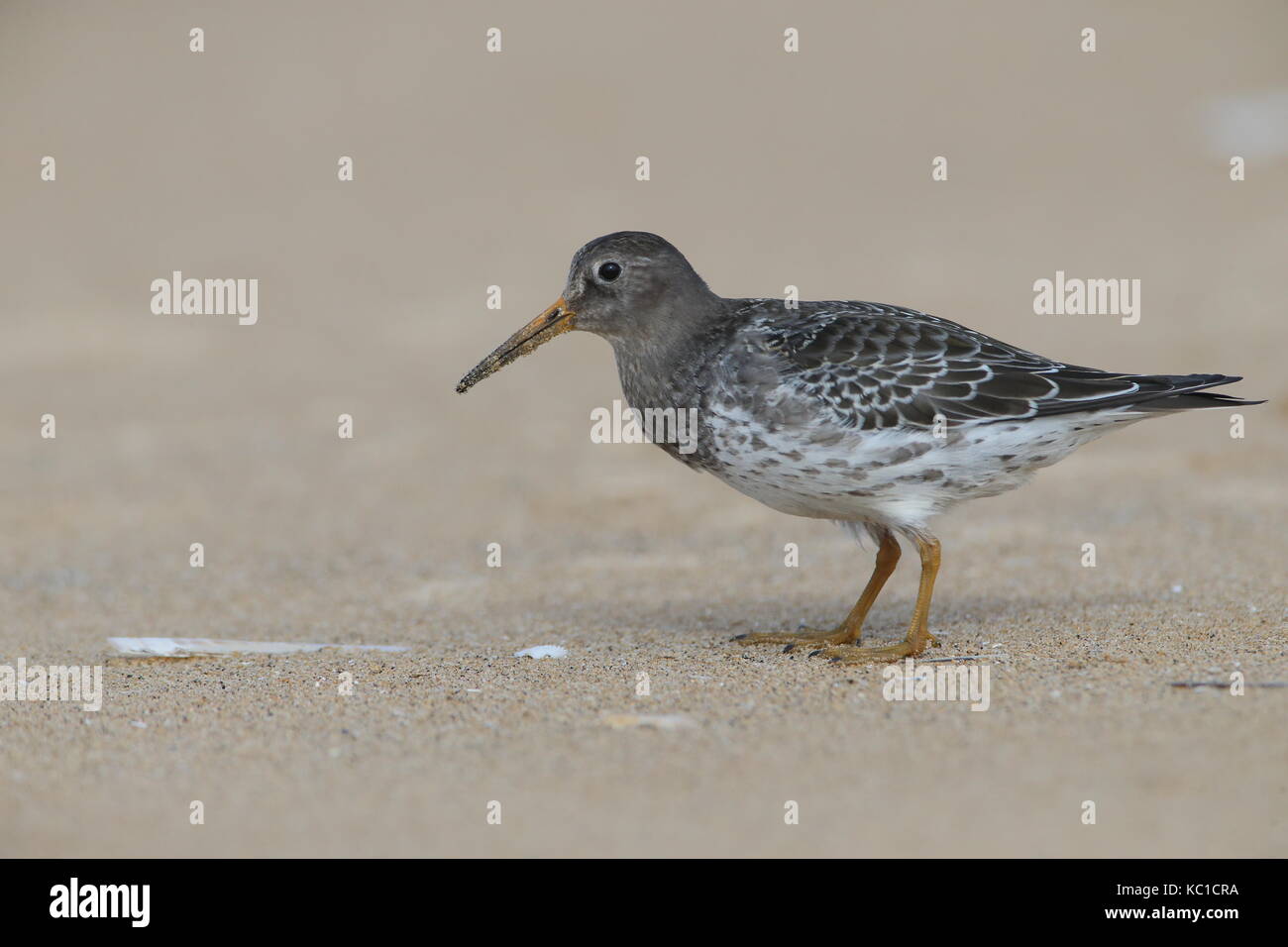 Purple Sandpiper feeding on the beach Stock Photo - Alamy