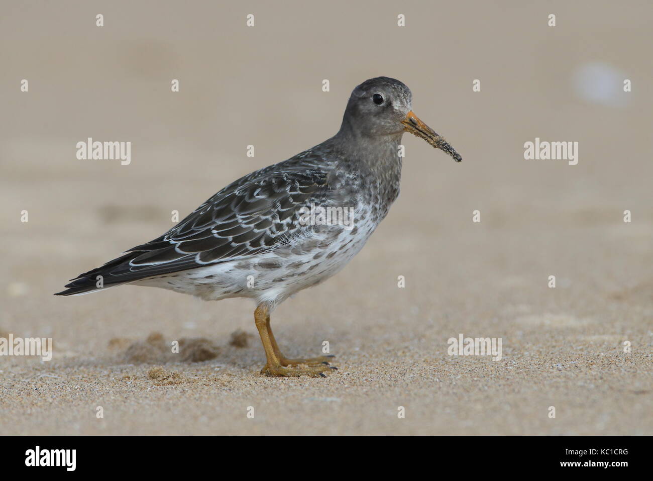 Purple Sandpiper feeding on the beach Stock Photo - Alamy