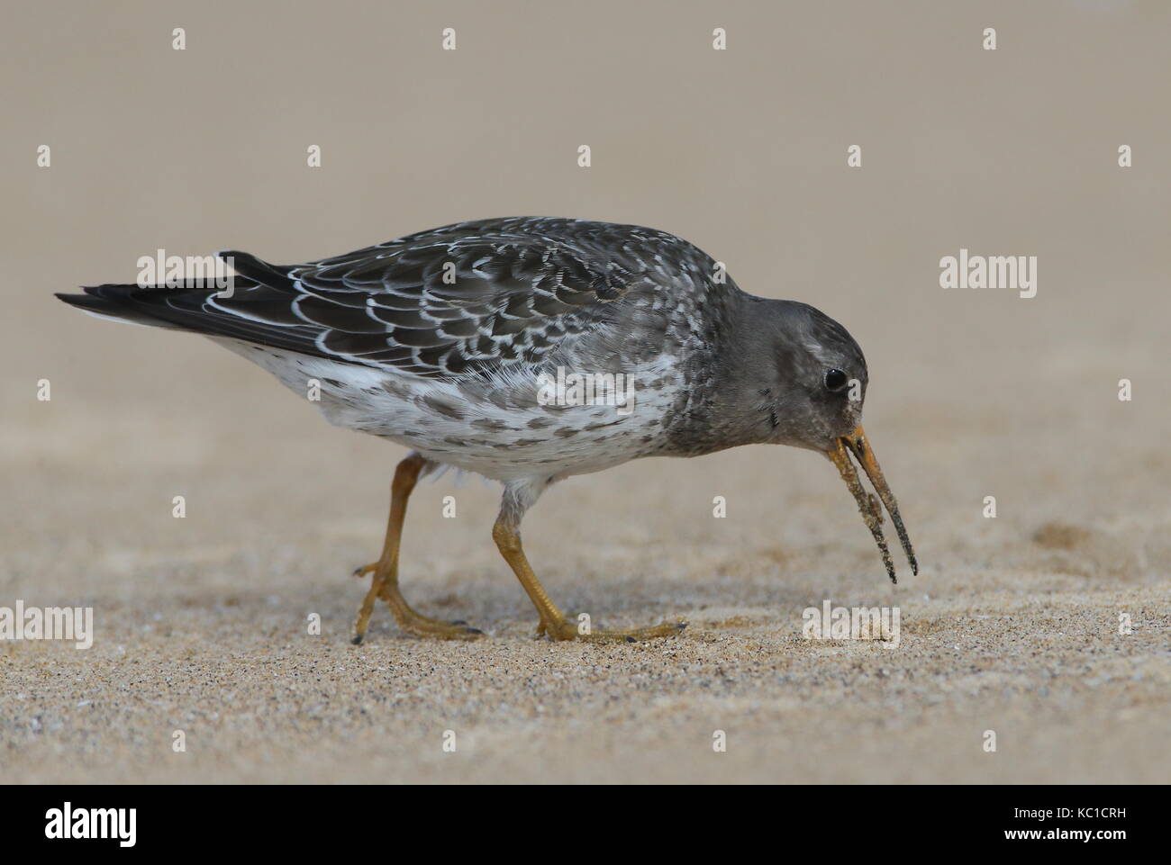 Purple Sandpiper feeding on the beach Stock Photo - Alamy