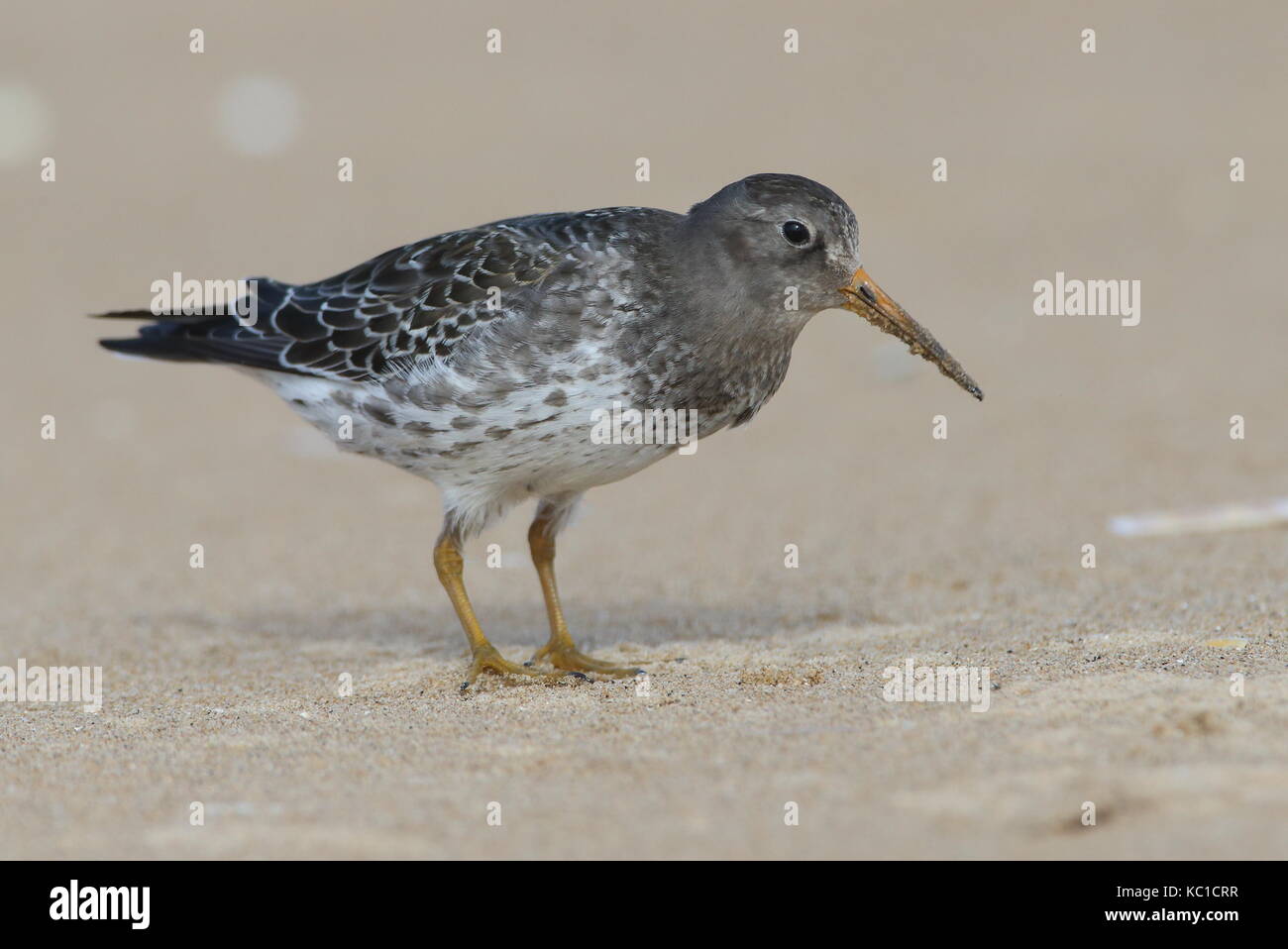 Purple Sandpiper feeding on the beach Stock Photo - Alamy