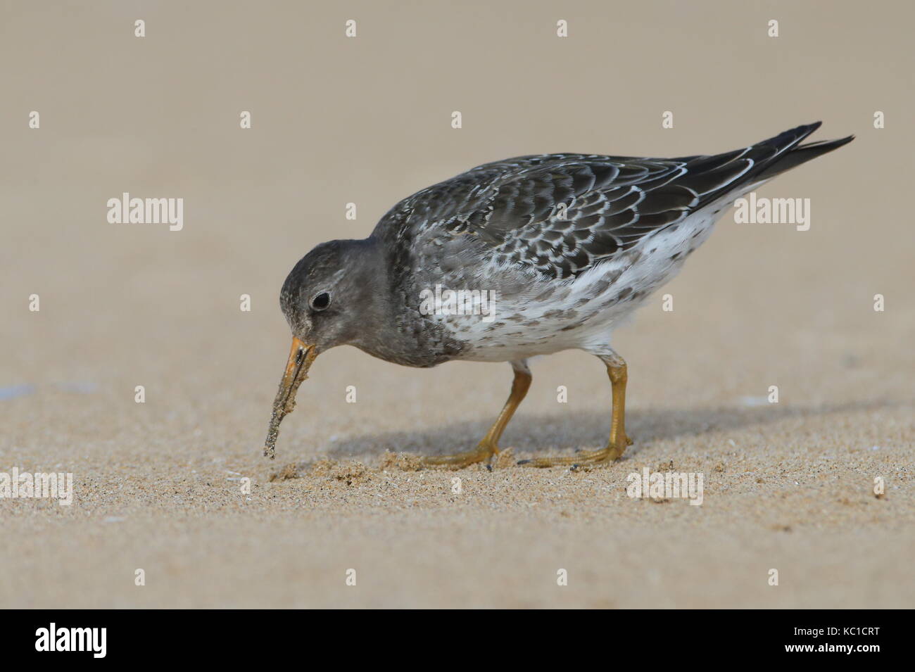 Purple Sandpiper feeding on the beach Stock Photo - Alamy