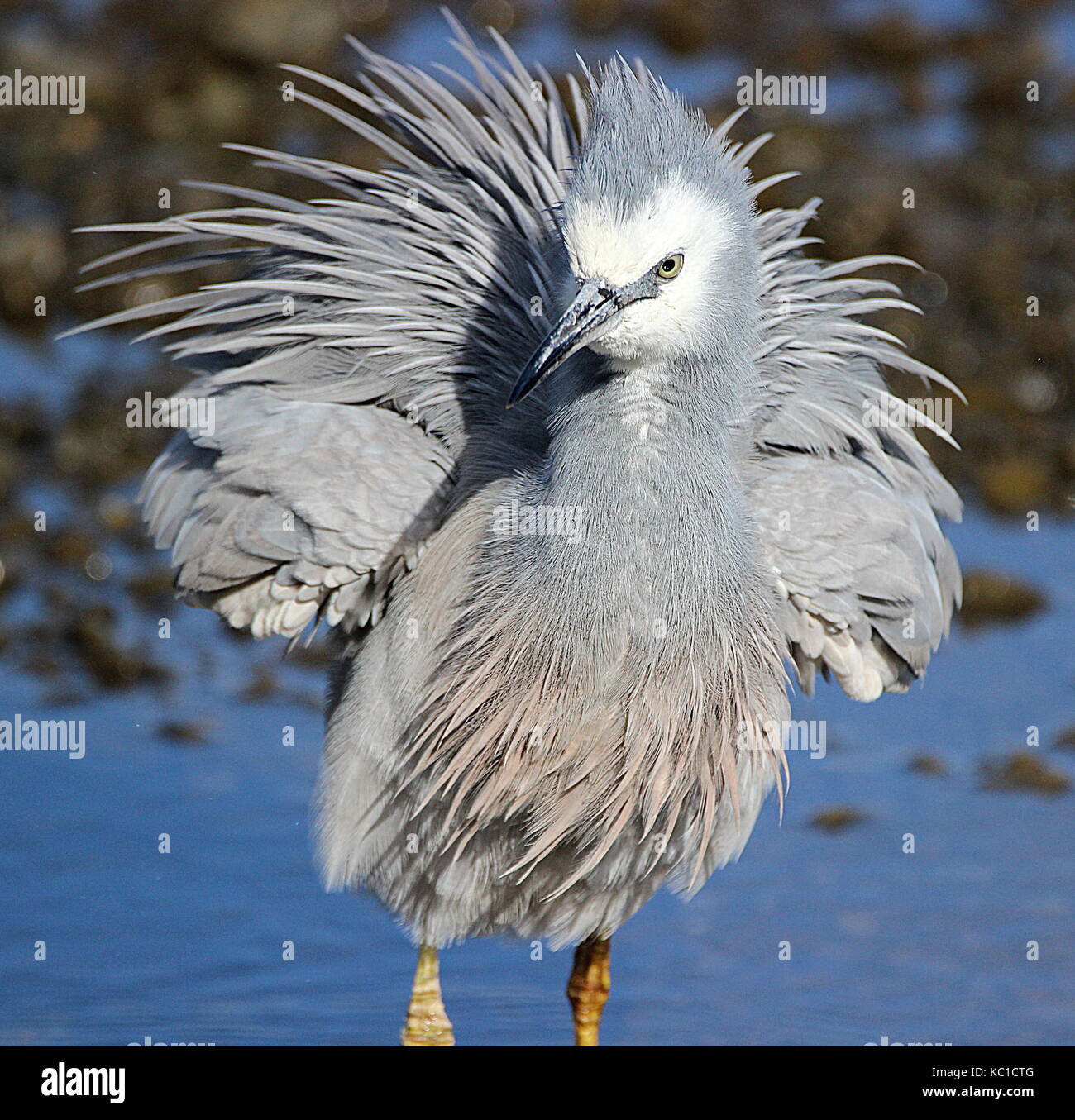 New Zealand heron Stock Photo - Alamy