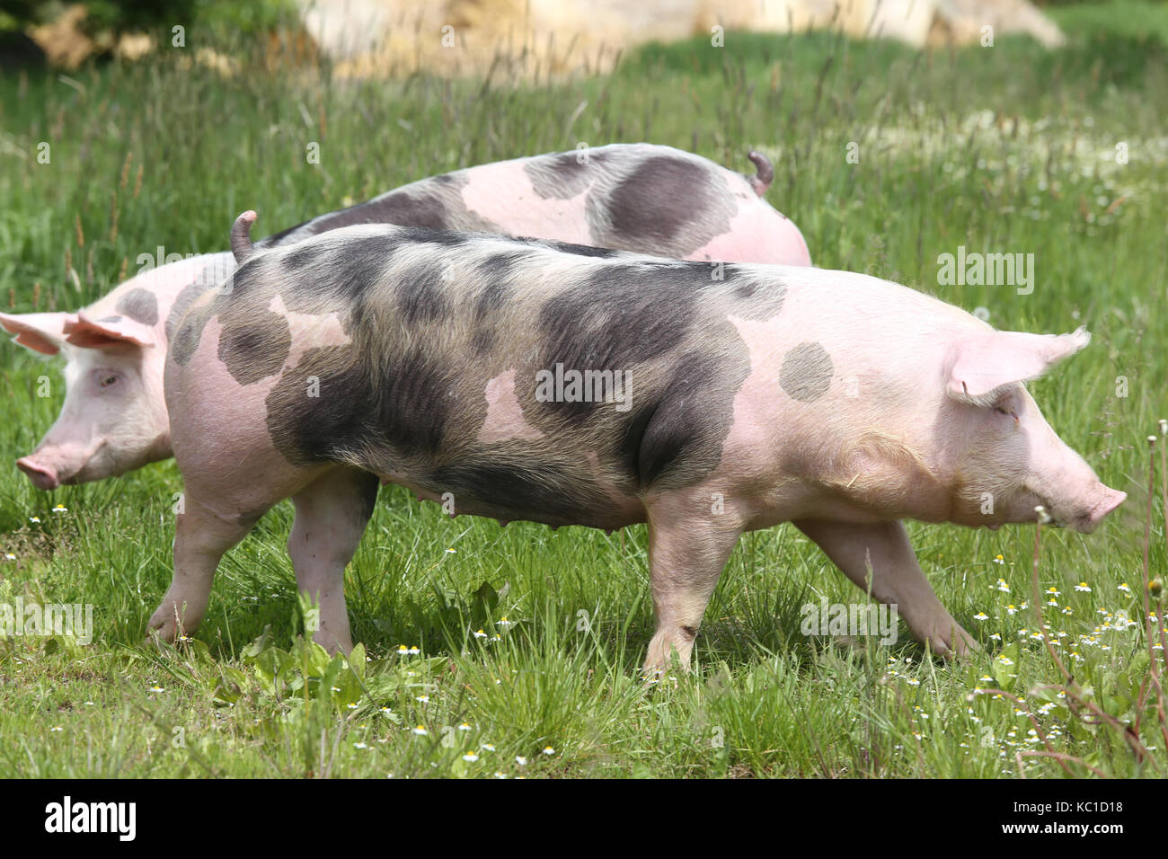 Pigs pietrain farm hi-res stock photography and images - Alamy