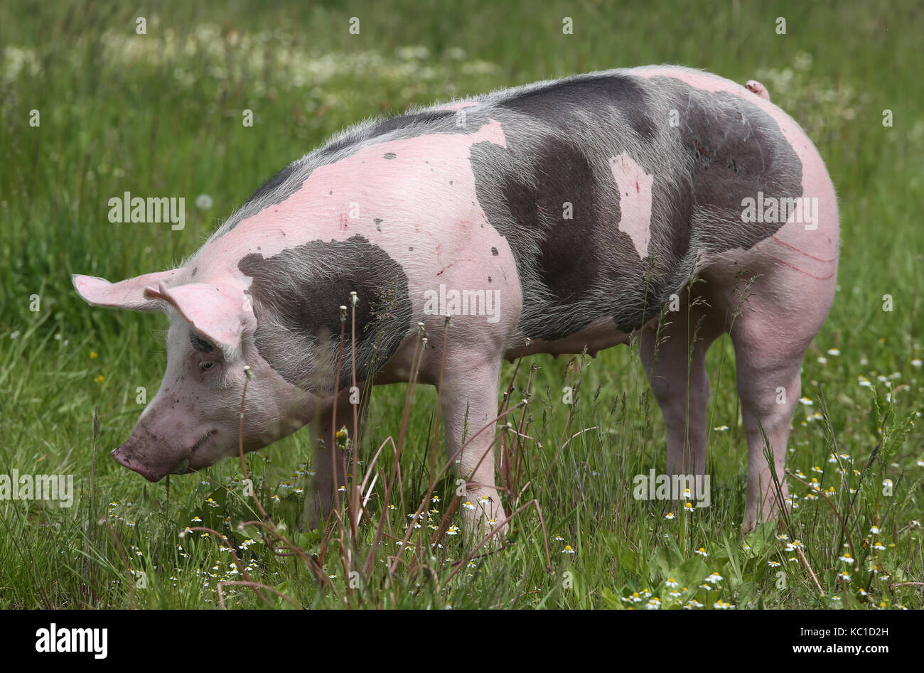 Beautiful young petrain breed pig posing on summer meadow Stock Photo ...
