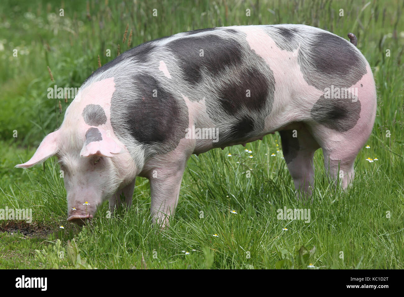 Beautiful young petrain breed pig posing on summer meadow Stock Photo ...