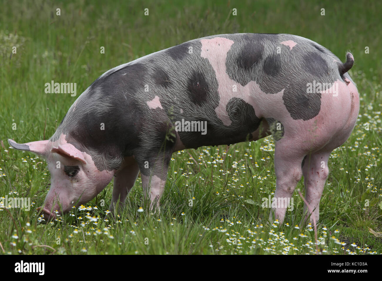 Young pig grazing alone on the summer pasture rural scene Stock Photo ...