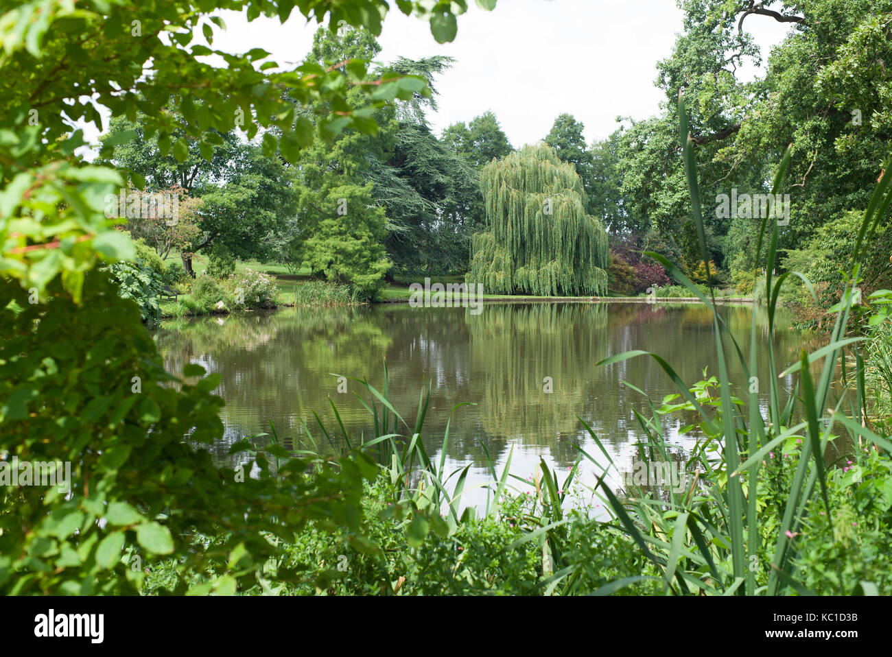 Willow maze hi-res stock photography and images - Alamy