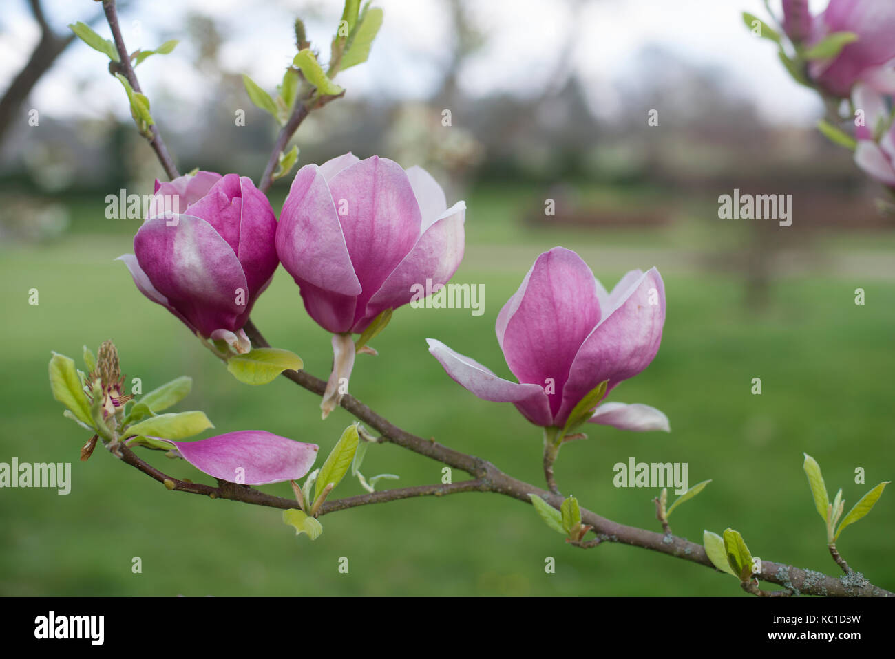 Pink Magnolia in spring Stock Photo - Alamy