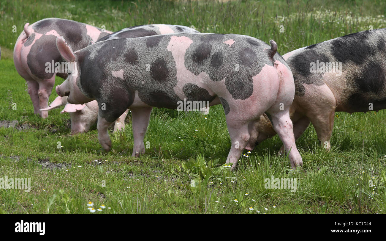 Petrain hi-res stock photography and images - Alamy