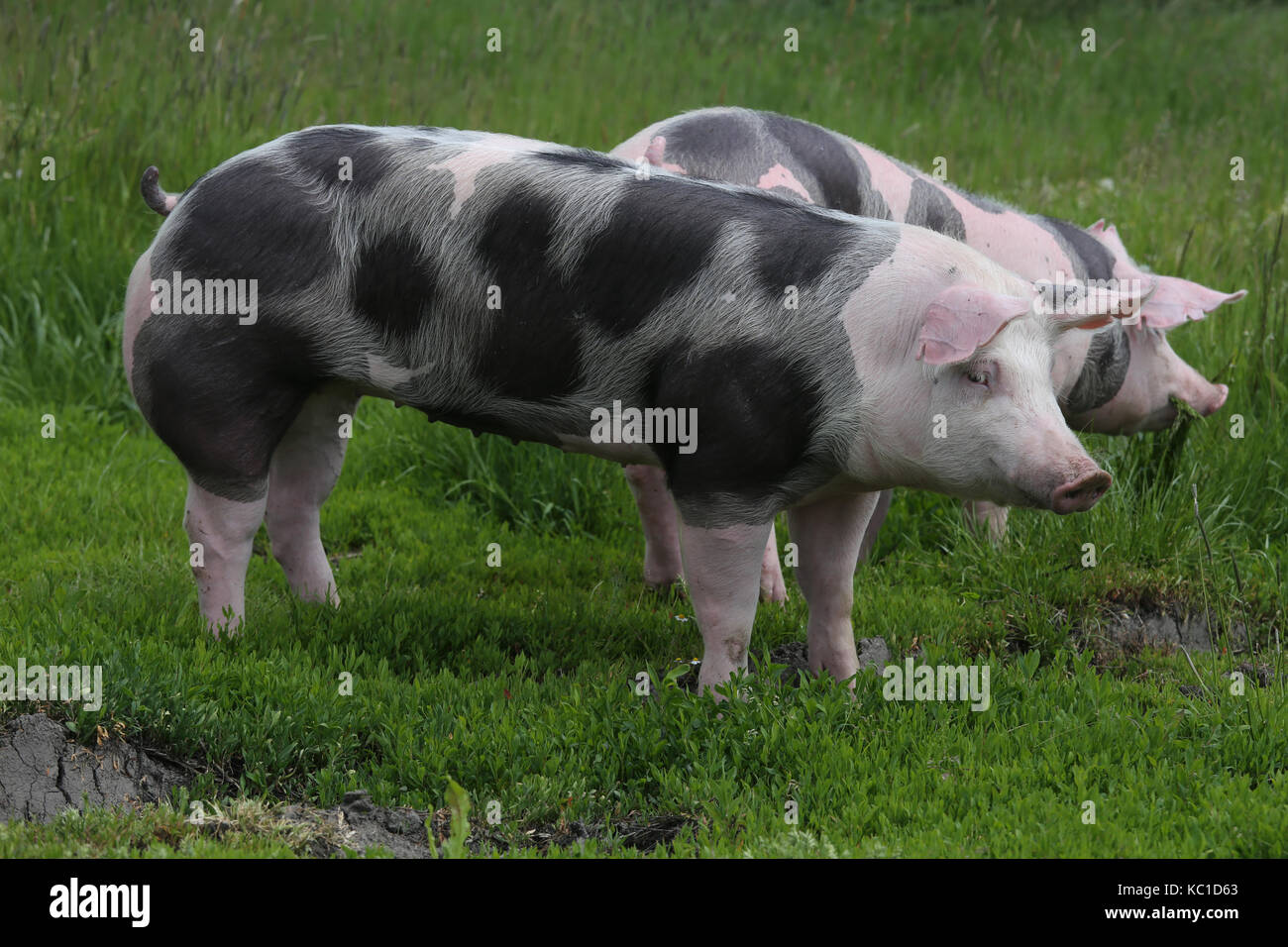 Pietrain boar hi-res stock photography and images - Alamy