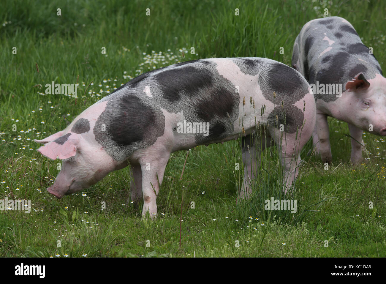 Pigs pietrain farm hi-res stock photography and images - Alamy
