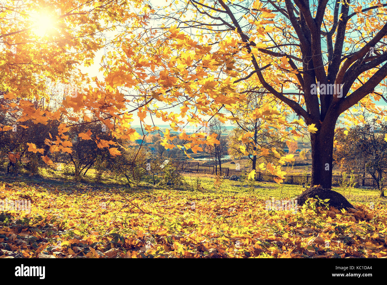 Bright autumn maple tree Stock Photo - Alamy