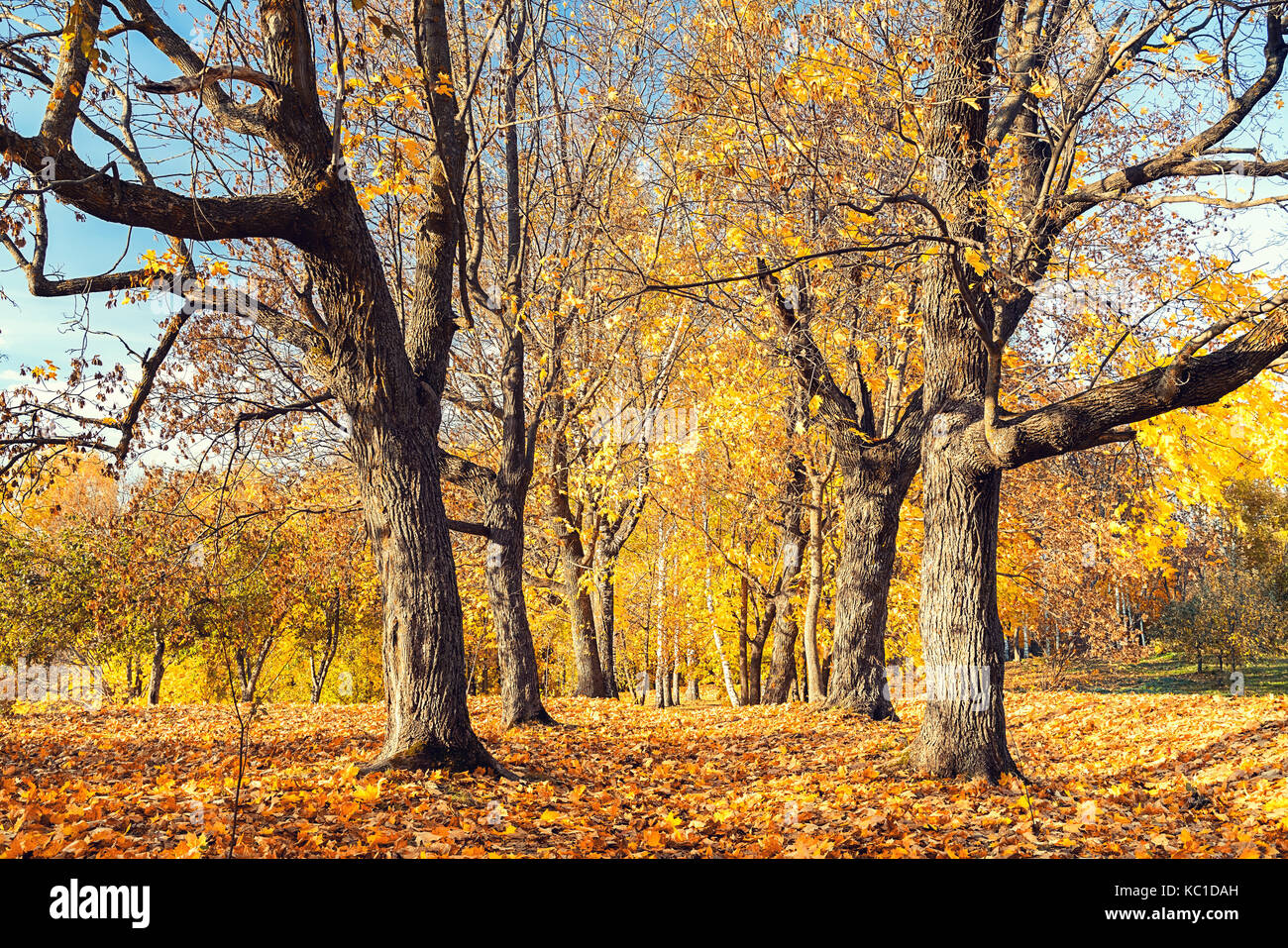 Sunny autumn in the park Stock Photo - Alamy